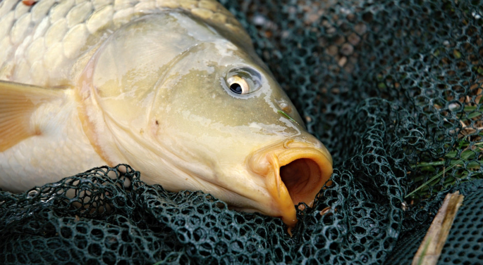 "Pan Karp": żywe karpie na święta - tylko u rybaków lub na bazarze